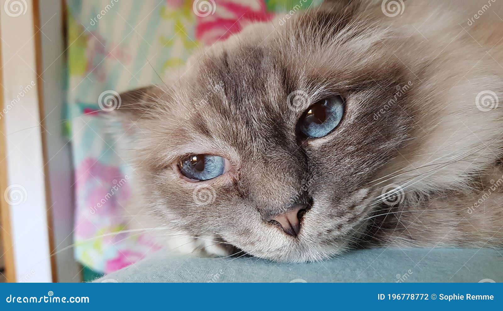 Cat chilling on the bed stock photo. Image of kitten - 196778772