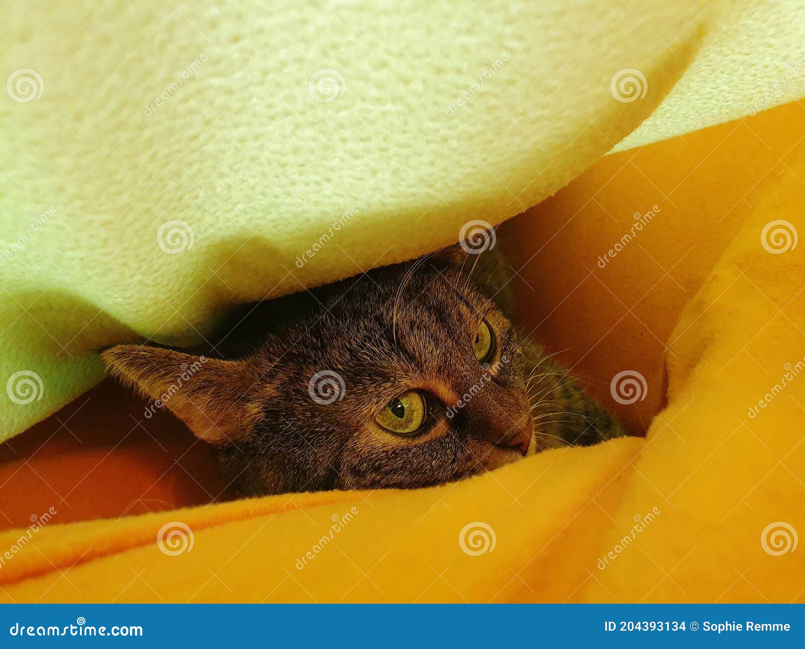Cat chilling in the bed stock photo. Image of chilling - 204393134