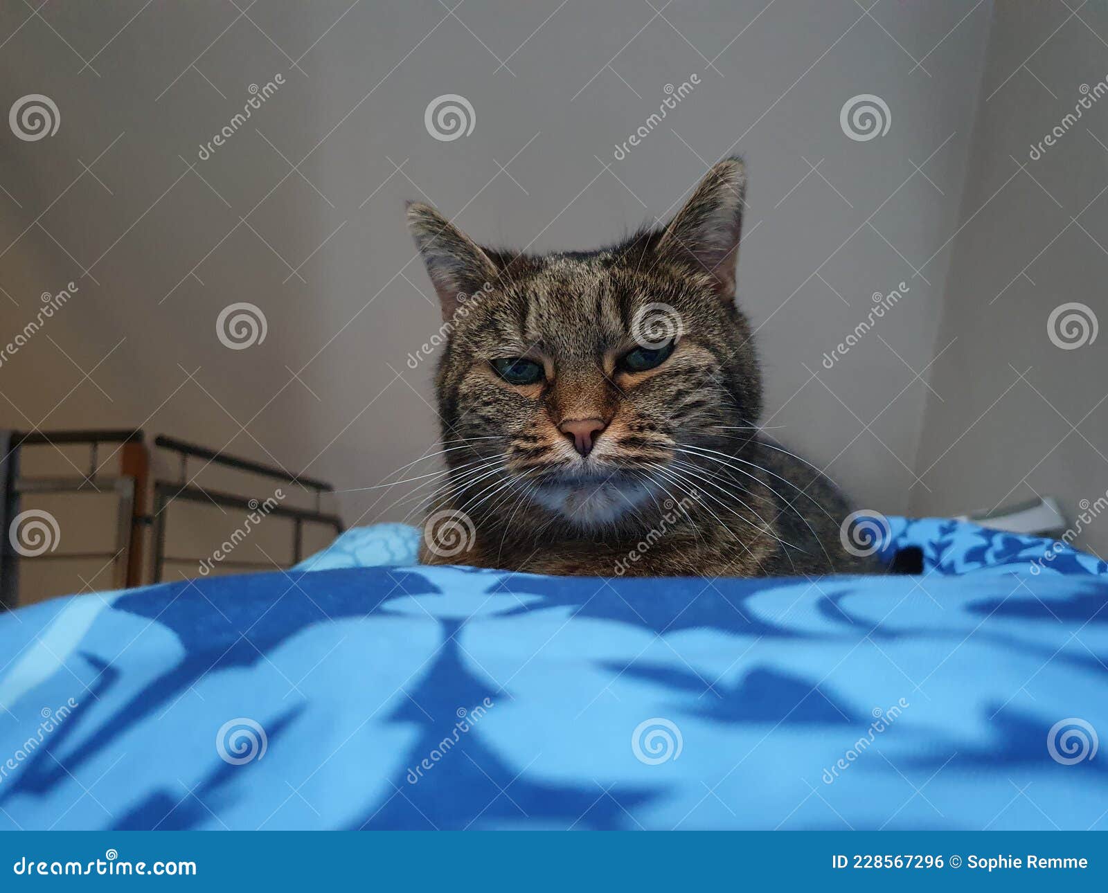 Cat Chilling on the Bed at Home Stock Photo - Image of fluffy, home ...
