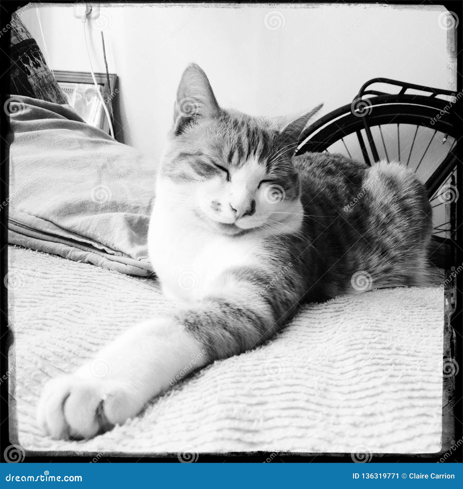 A Cat Chilling on a Bed in a Student Flat Stock Image - Image of feline ...