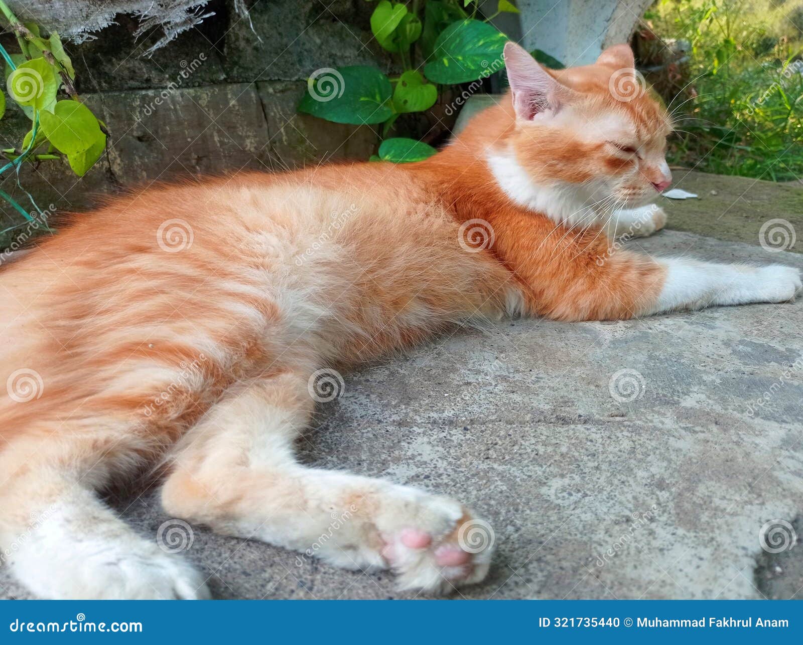 A Cat Chilling on the Floor Stock Photo - Image of funny, small: 321735440