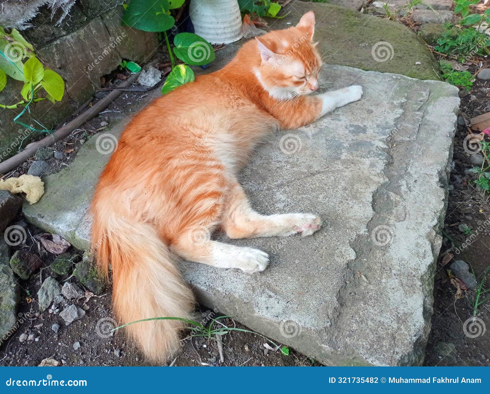A Cat Chilling on the Floor Stock Photo - Image of home, knitted: 321735482