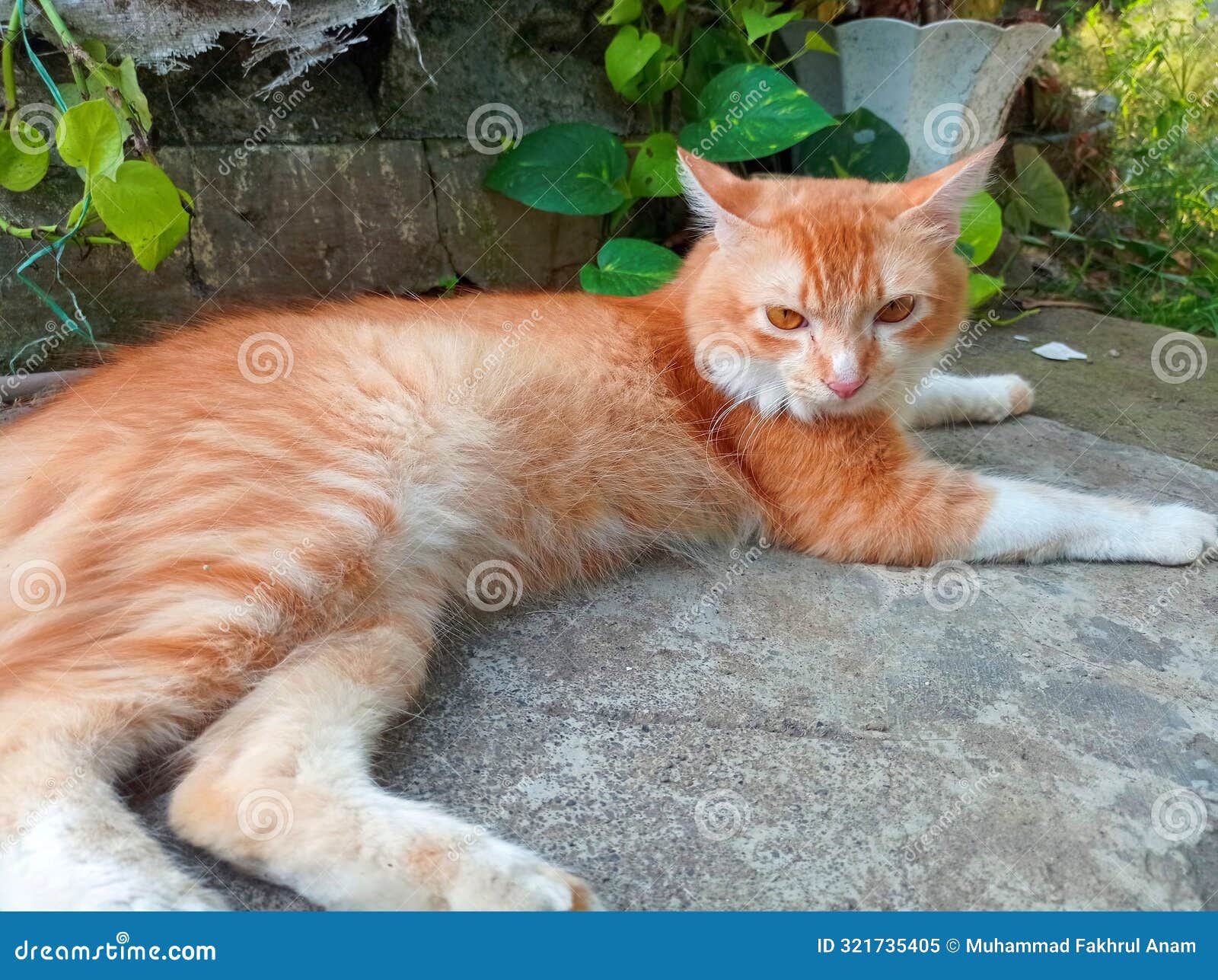A Cat Chilling on the Floor Stock Image - Image of furry, lovely: 321735405