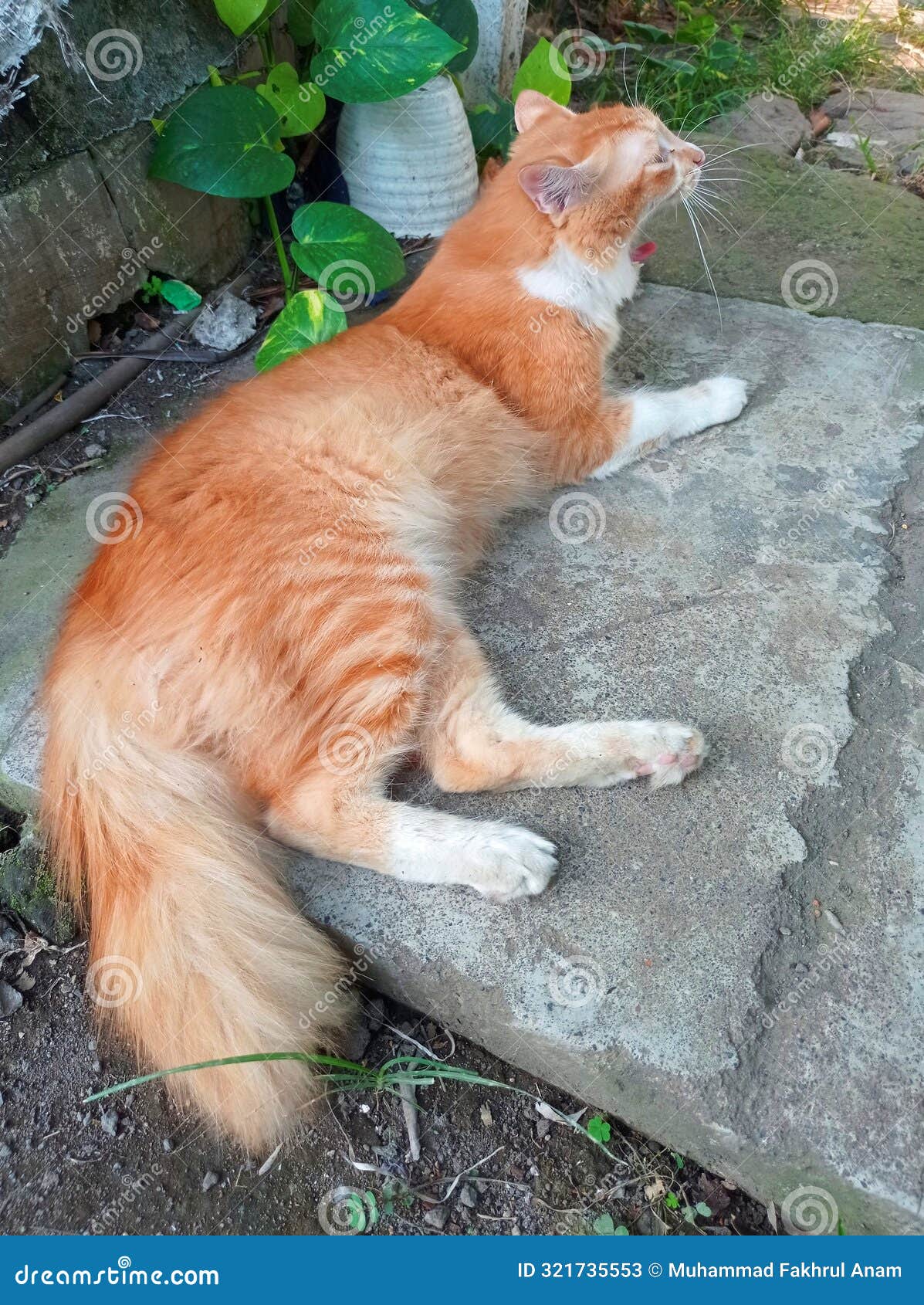 A Cat Chilling on the Floor Stock Image - Image of chilling, fluffy ...