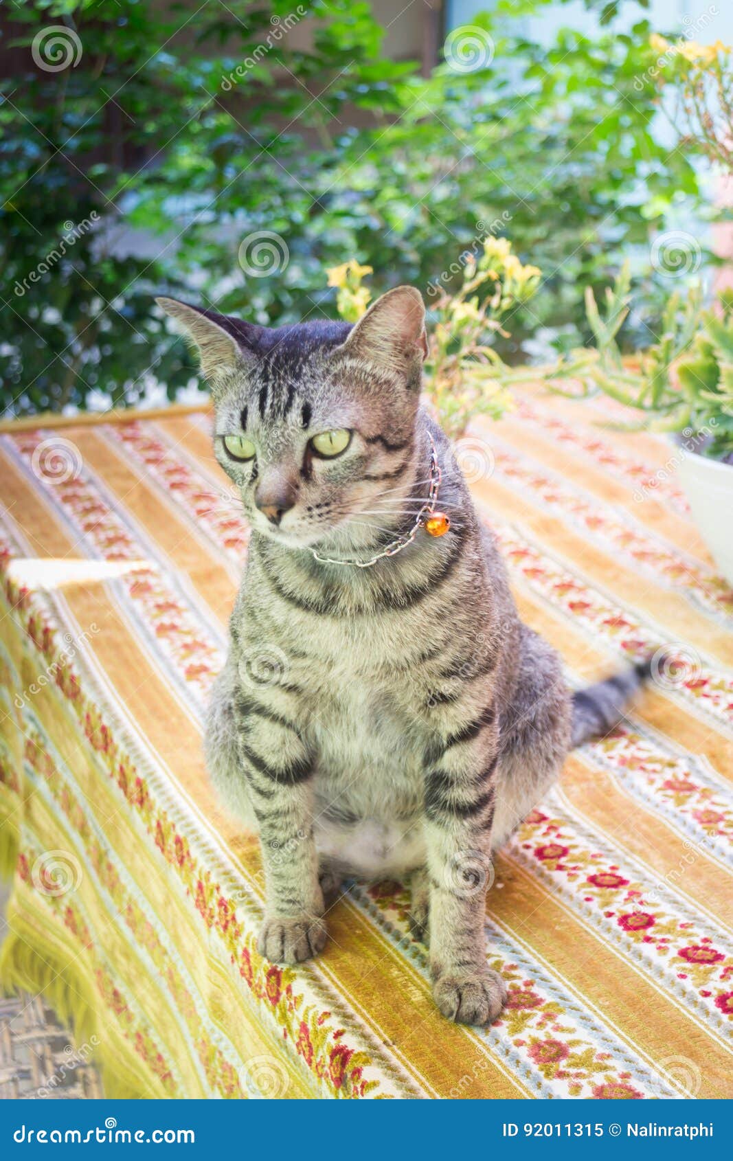 Cat Chilling Out on Dinner Table Stock Image - Image of mammal, cute ...