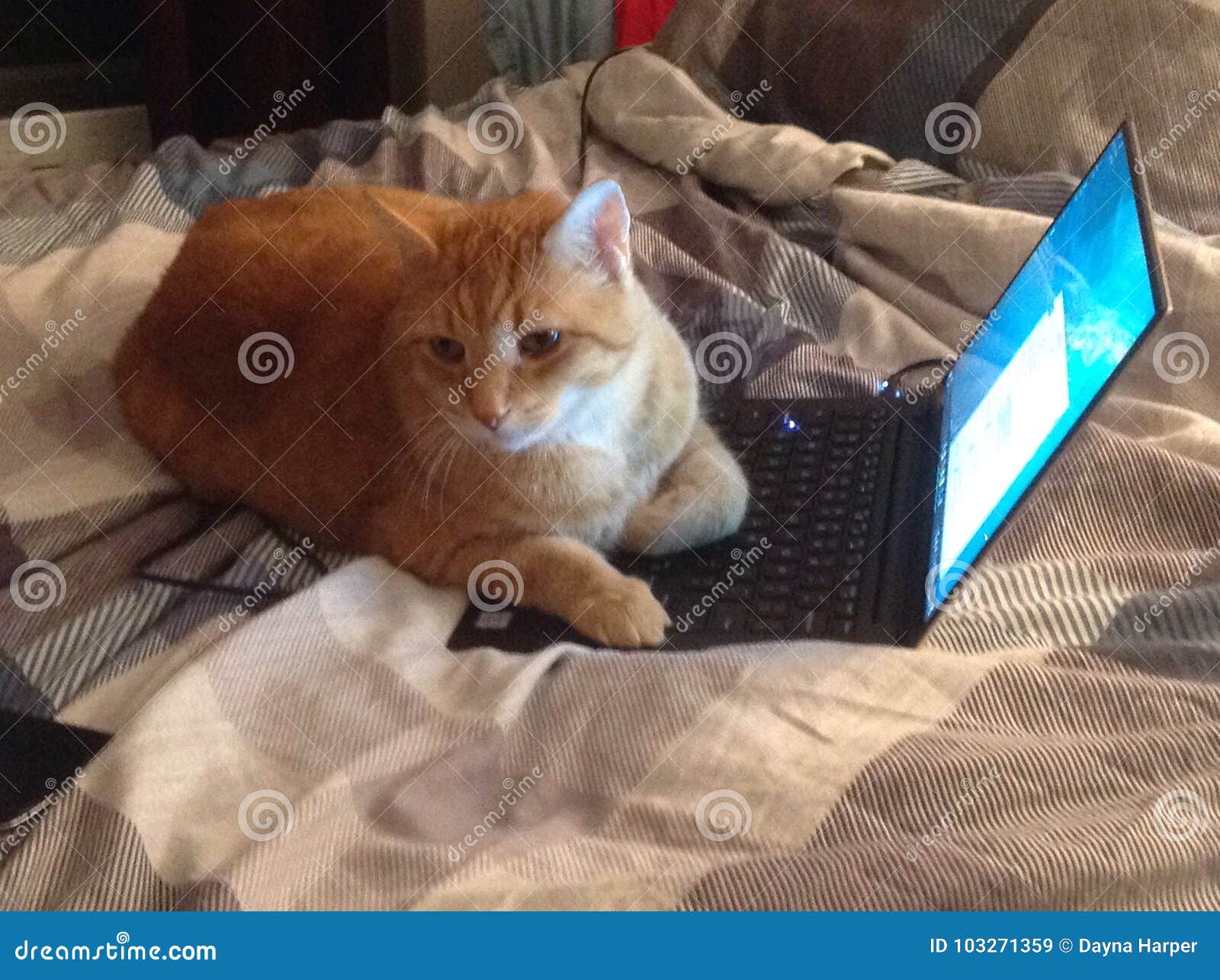 Kitty on laptop stock image. Image of chilling, technology - 103271359