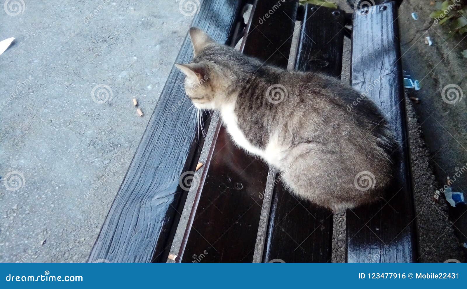 Cat chilling stock photo. Image of water, full, windows - 123477916