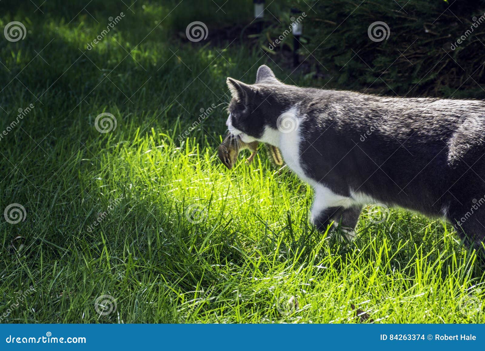 Cat and Chipmunk stock photo. Image of nature, animals - 84263374