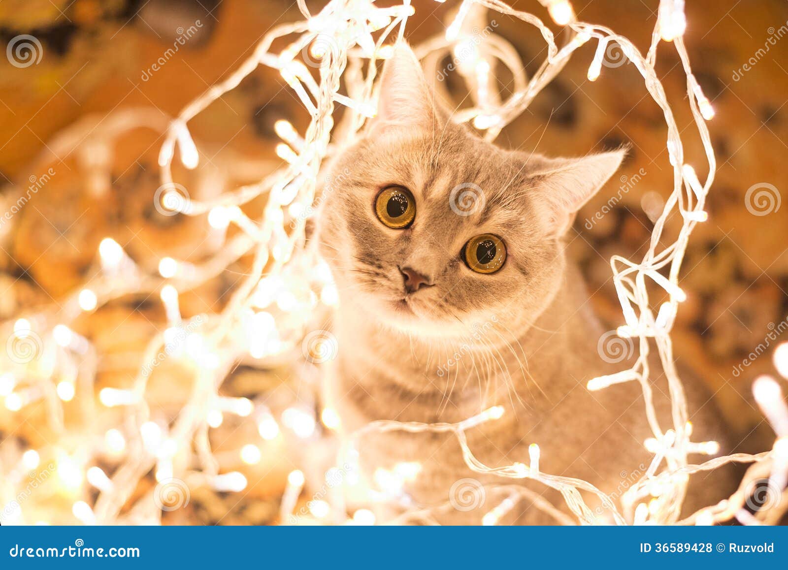 Cat in the Christmas Garland Stock Photo - Image of cats, view: 36589428