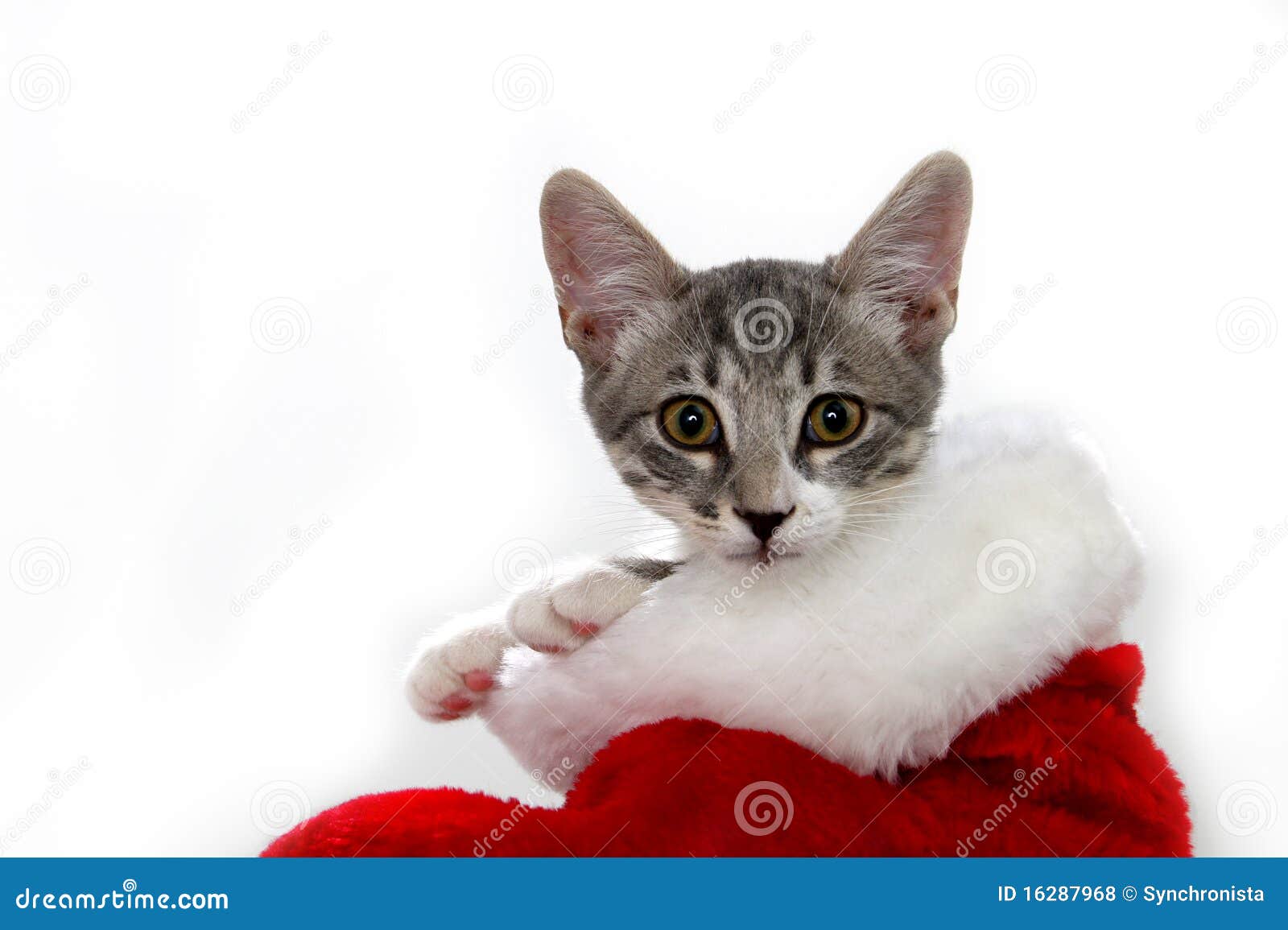 Cat in a Christmas Stocking Stock Photo - Image of xmas, looking: 16287968