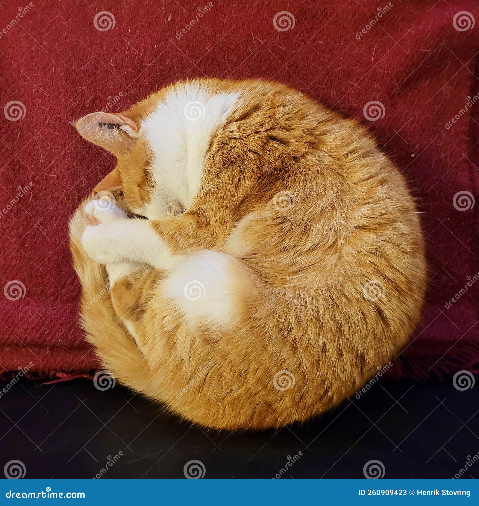 Cat Circle - Sleeping Bliss Stock Image - Image of textile, sleeping ...