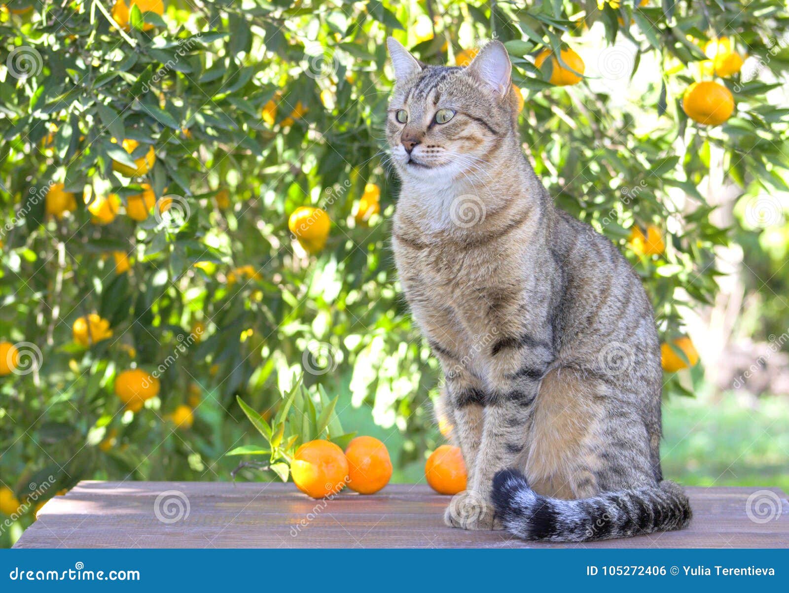 Cat in citrus orchard stock photo. Image of kitten, garden - 105272406