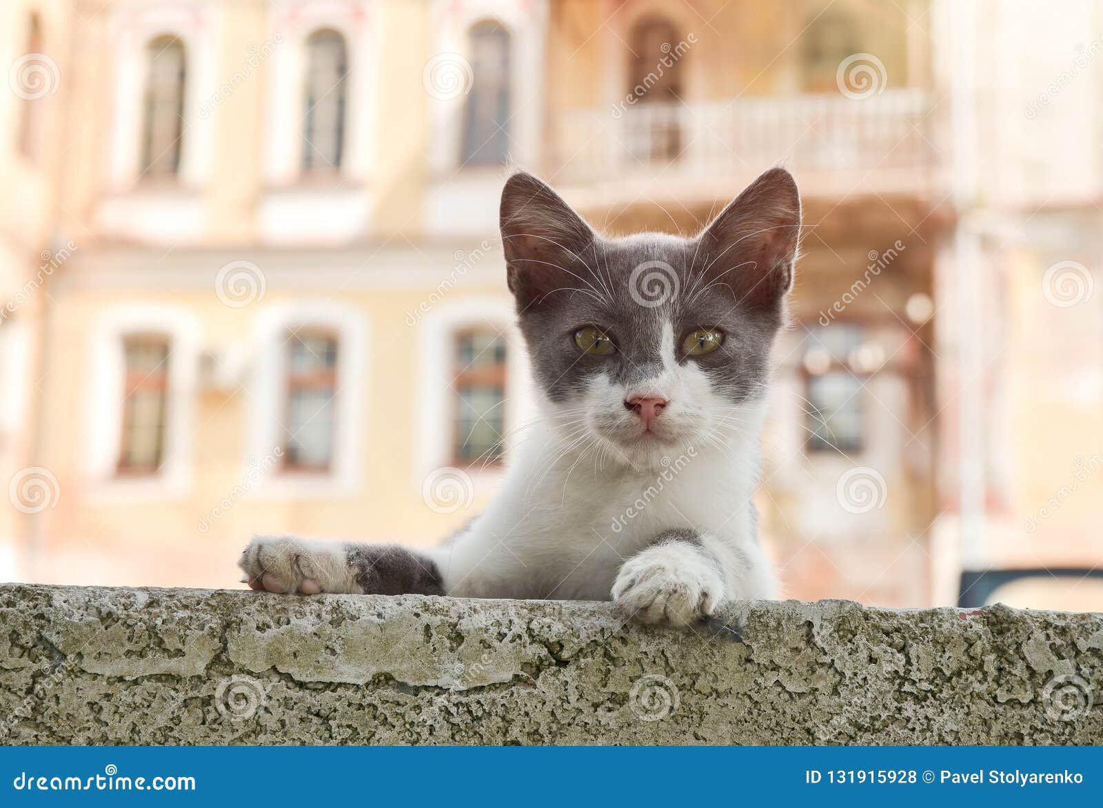 Cat on city background stock photo. Image of adult, italy - 131915928