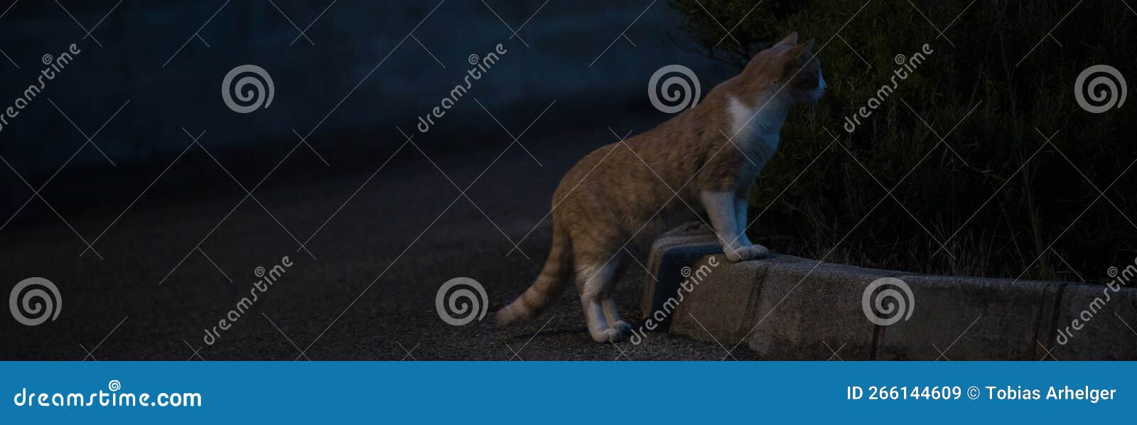 Cat in the City Evening Panorama Stock Image - Image of tame, dark ...