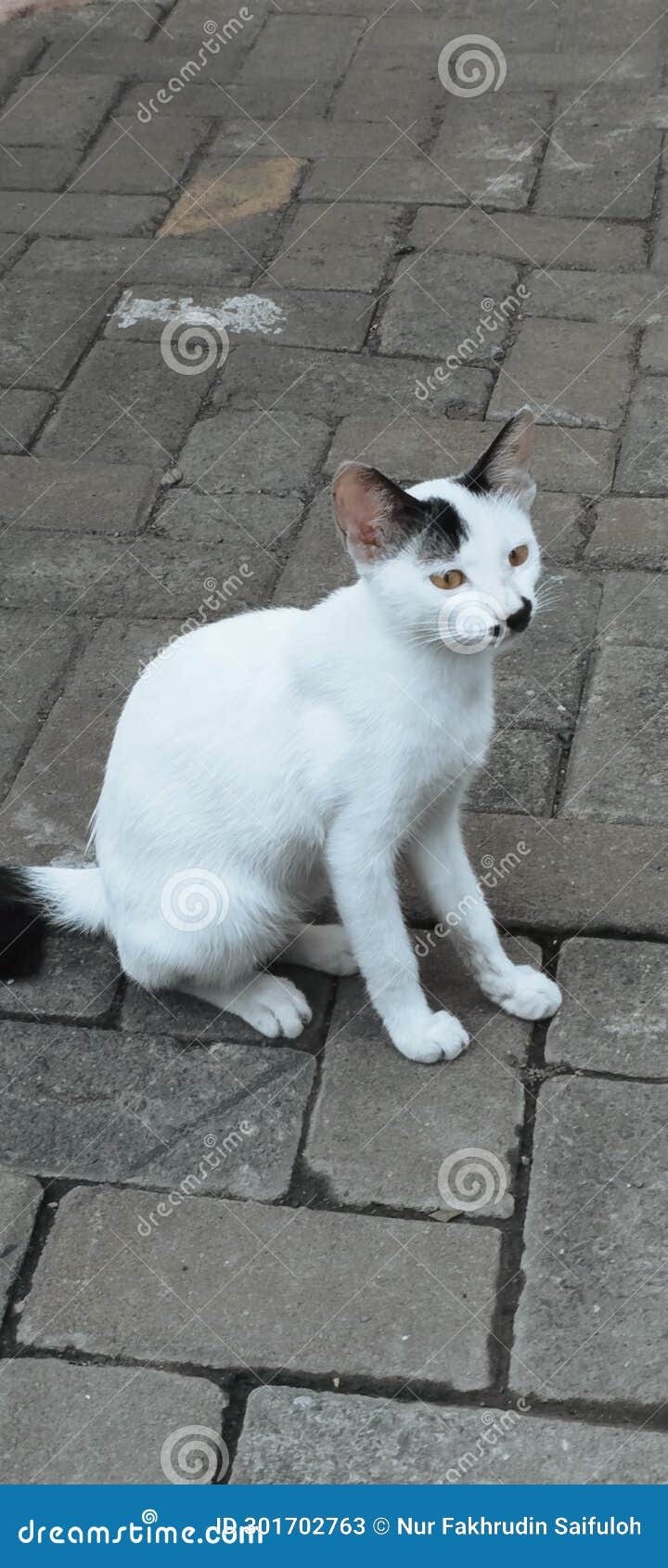 A Cat in the City Sudirman Jakarta Stock Image - Image of sudirman ...