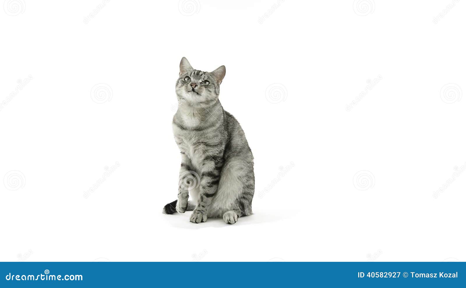 Cat Clapping Paws, Asking for More Stock Video - Video of kitten ...