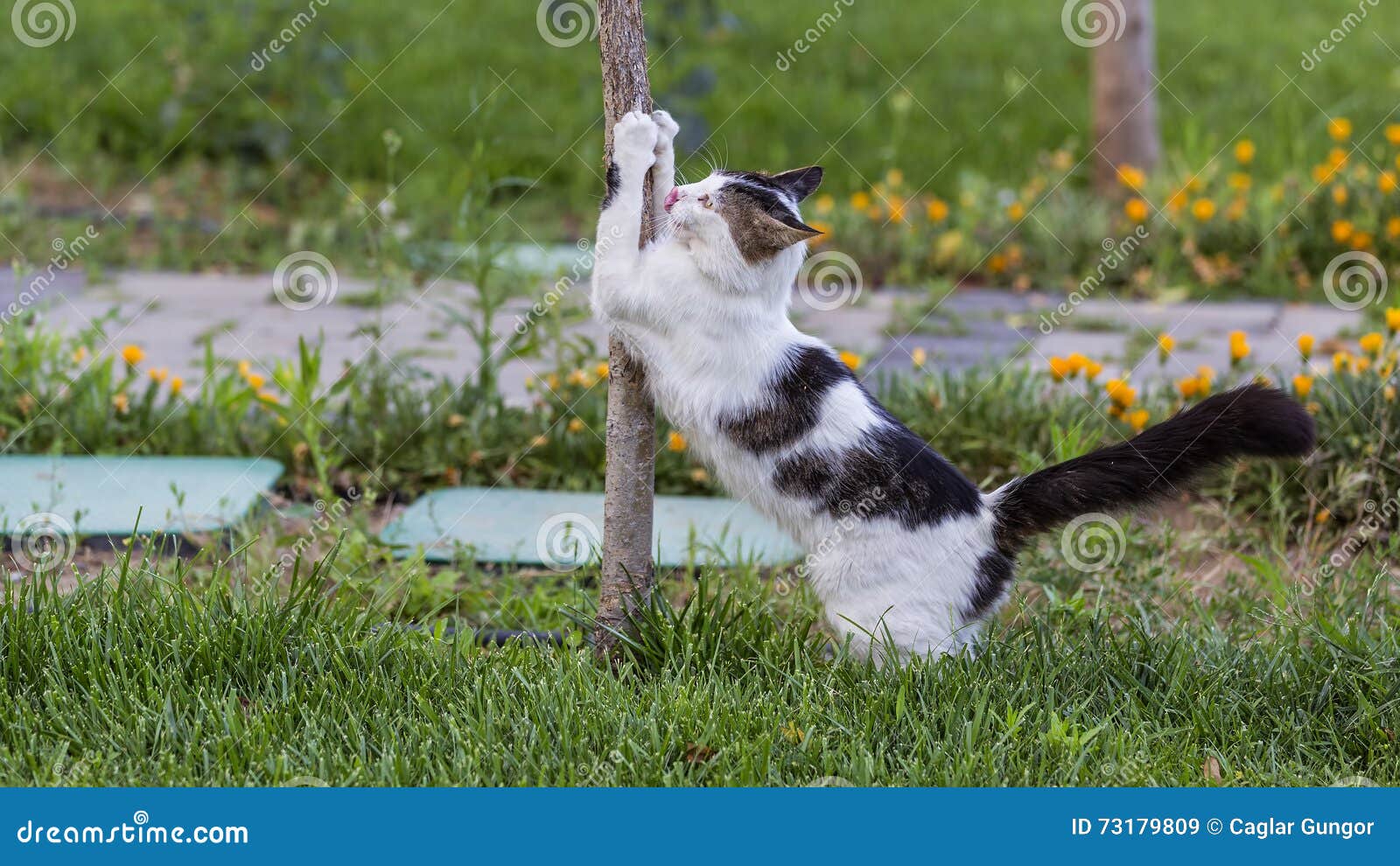Cat Clawing Tree stock afbeelding. Image of bruidegom - 73179809