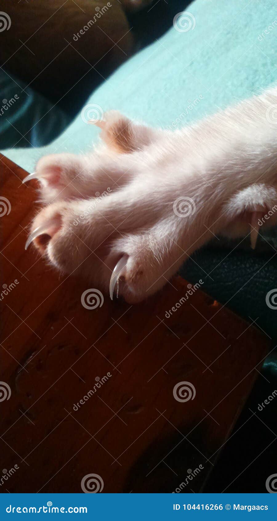 Cat claws stock photo. Image of care, animal, shelter - 104416266