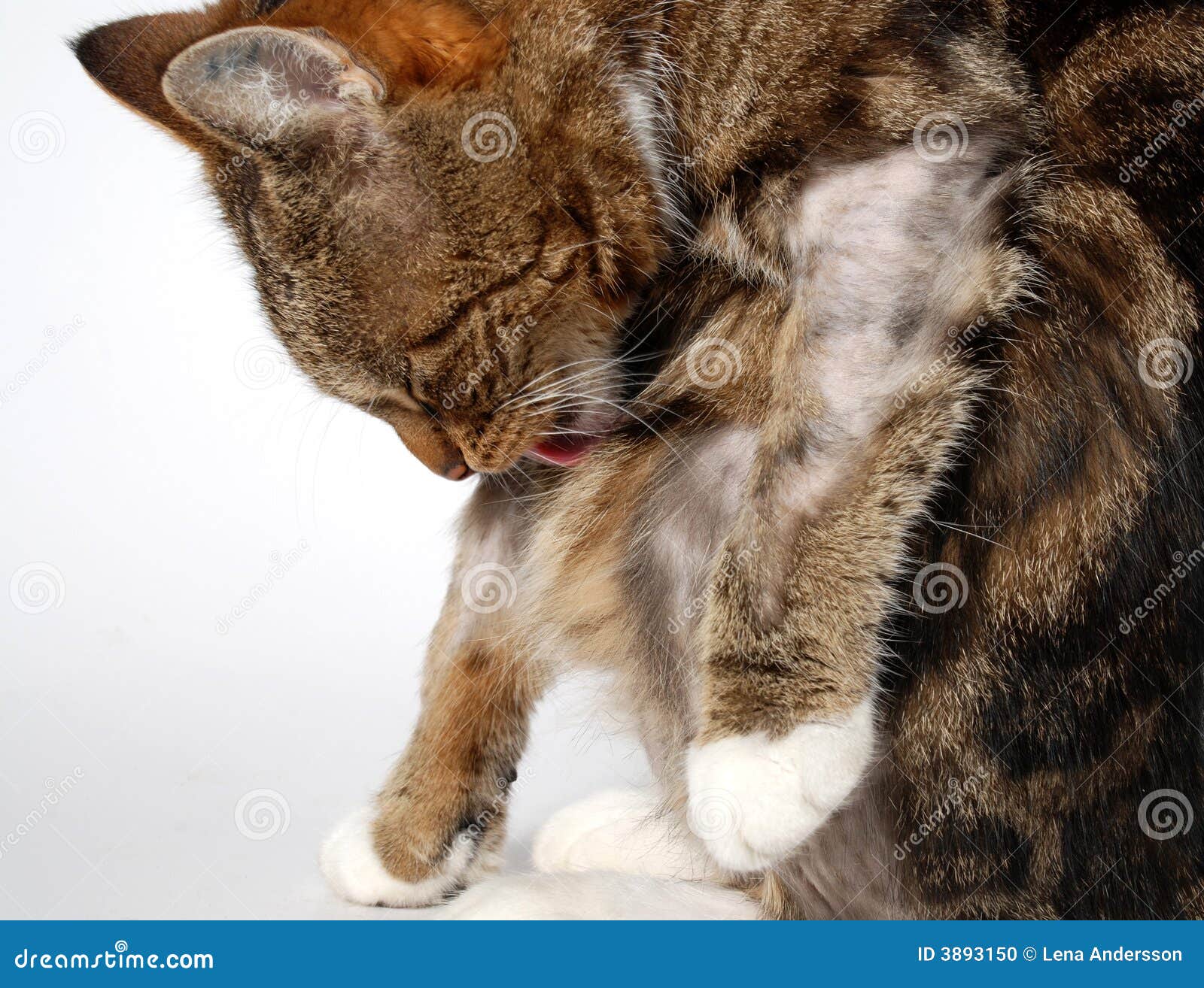 Feline Miliary Dermatitis In Cats Symptoms, Causes,, 50% OFF Feline Miliary Dermatitis In Cats Symptoms, Causes,, 50% OFF
