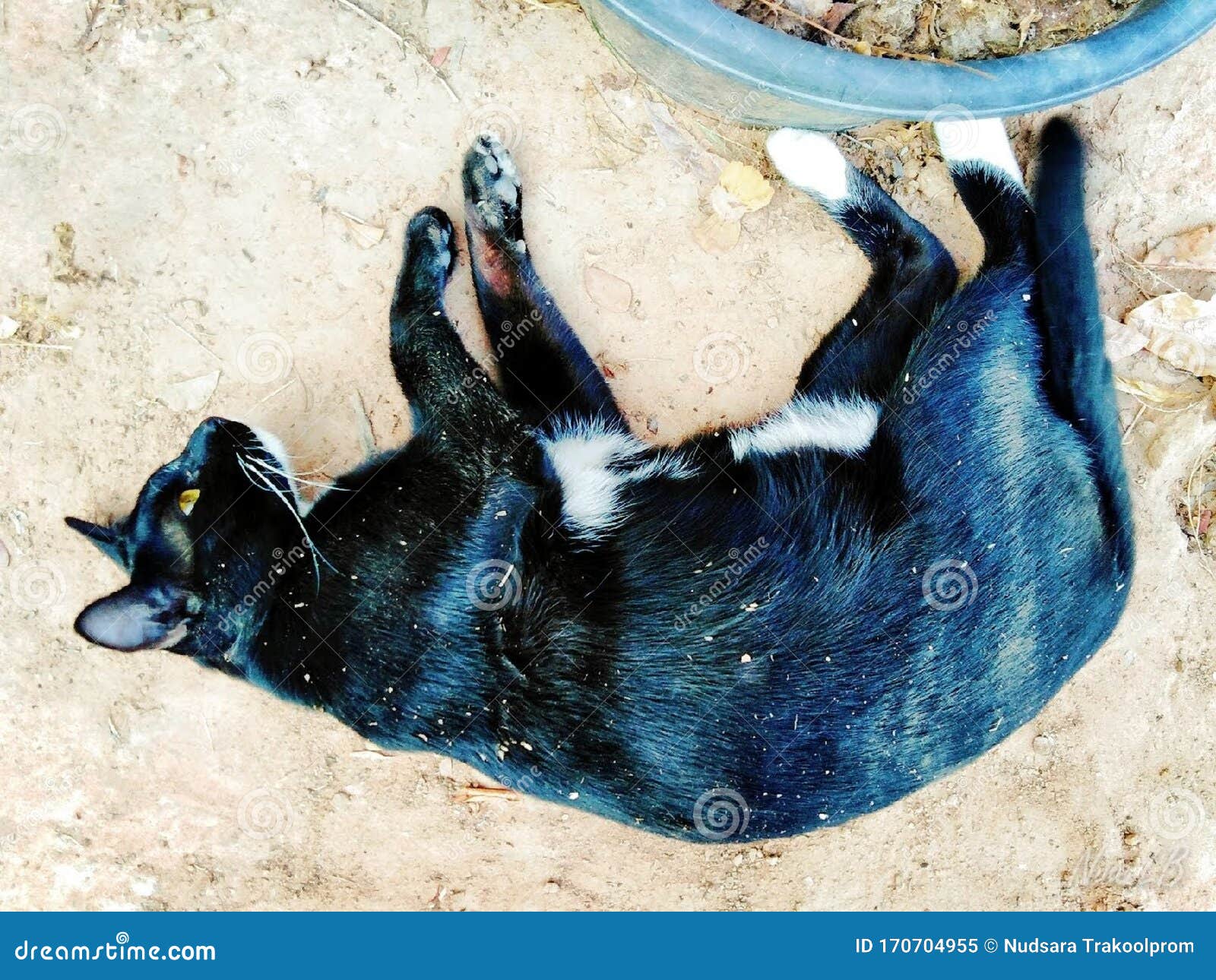 Cat clenched with dust stock image. Image of animal - 170704955