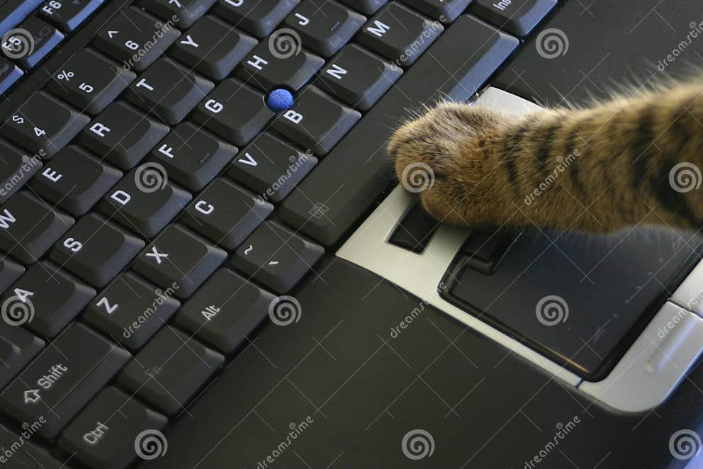 Cat click laptop mouse stock image. Image of kitten, notebook - 134287