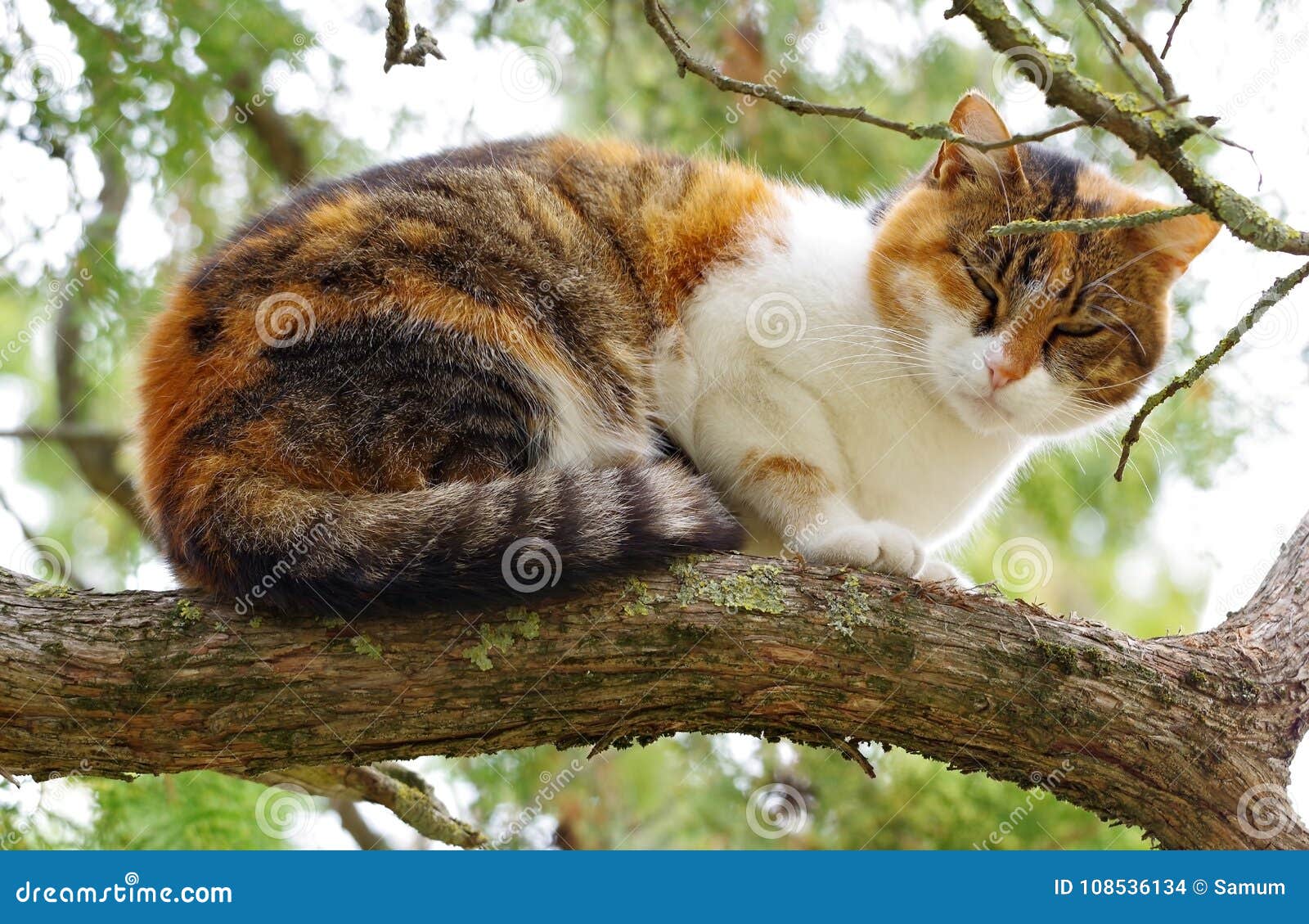 Cat climbed on a tree stock photo. Image of animals - 108536134