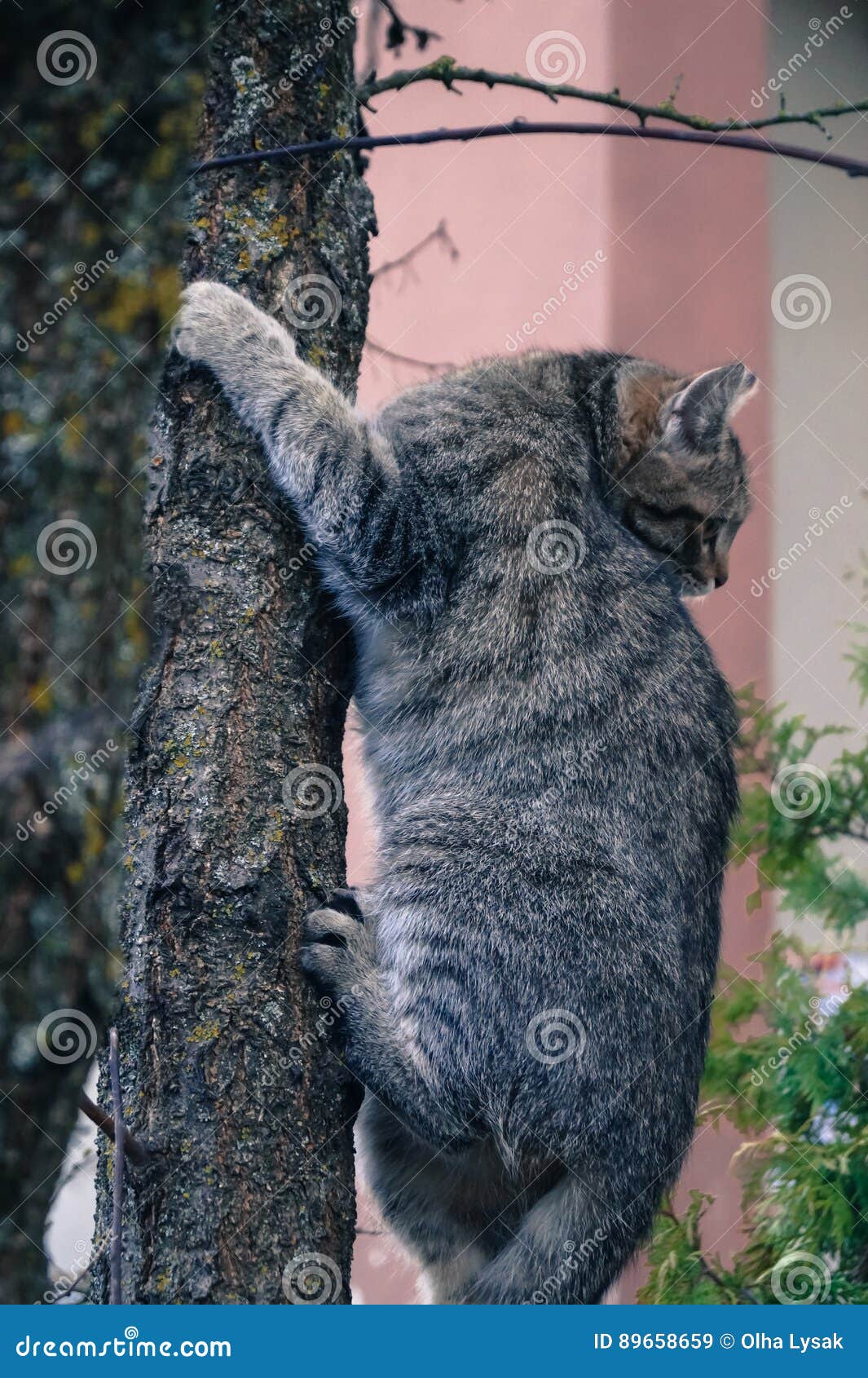 Cat Climbed the Tree in Fear Stock Image - Image of beautiful, striped ...