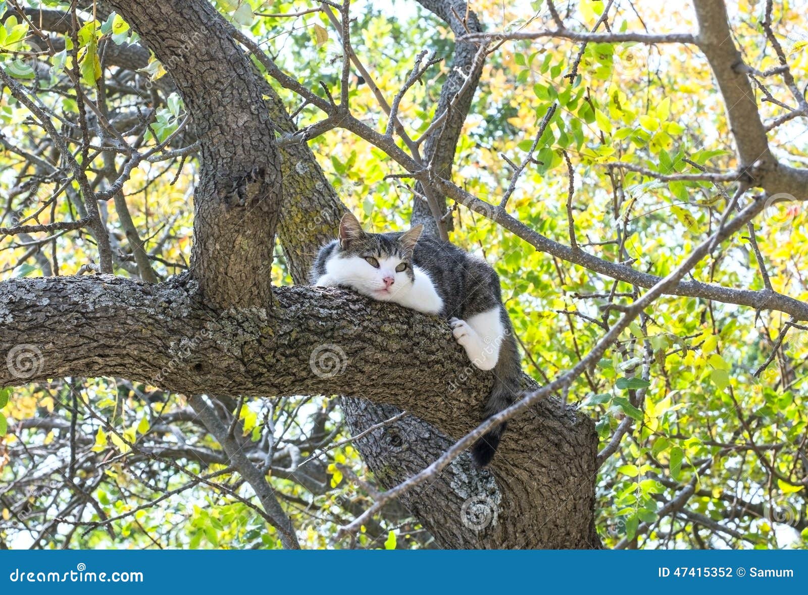 Cat climbed on a tree stock photo. Image of hangover - 47415352