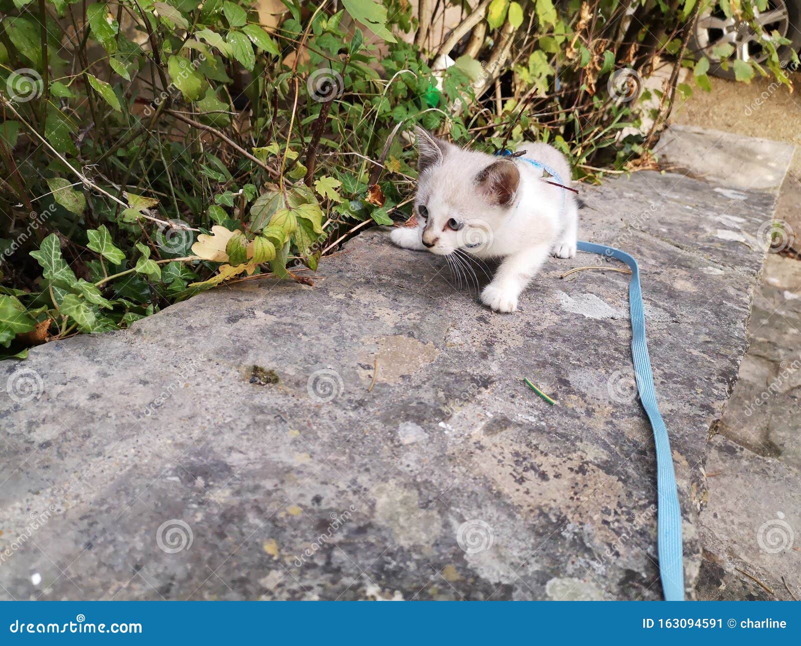 Cat climbing a slope stock image. Image of slope, garden - 163094591