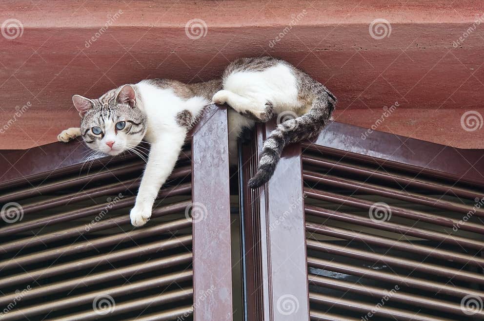 Cat climbing window. stock image. Image of furry, alertness - 27395357