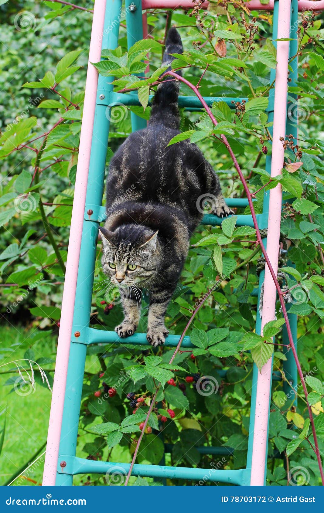 Cat Climbs a Ladder Sent Up and Down Again Stock Photo - Image of ...
