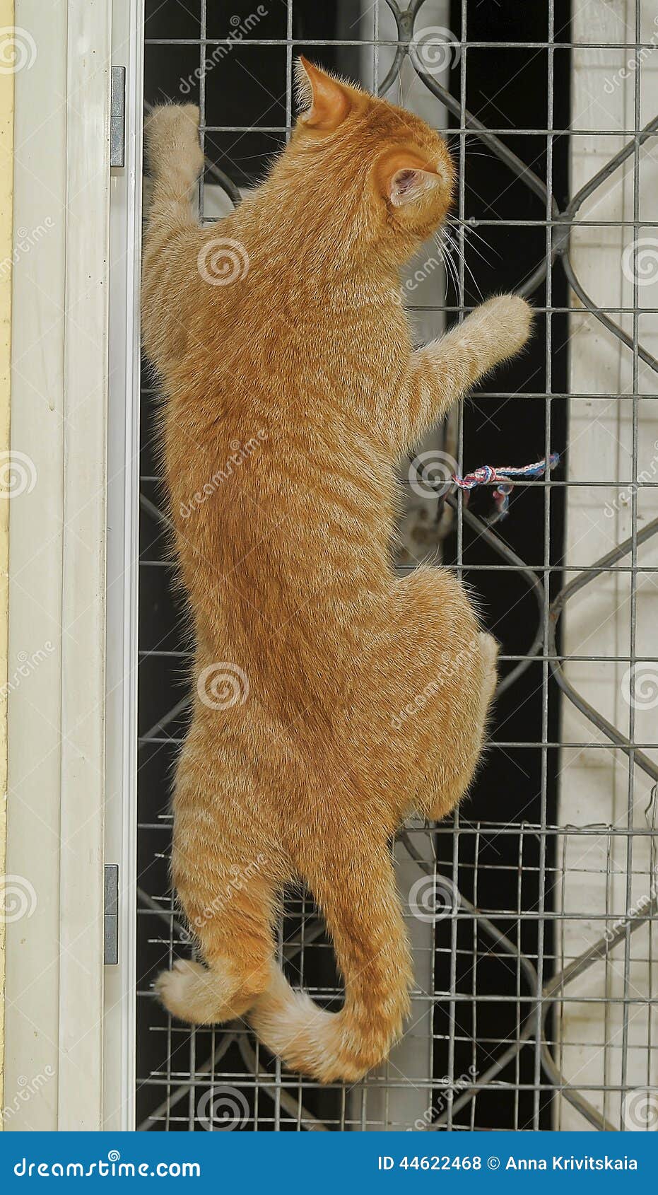 Cat climbs up stock photo. Image of haired, animal, breed - 44622468