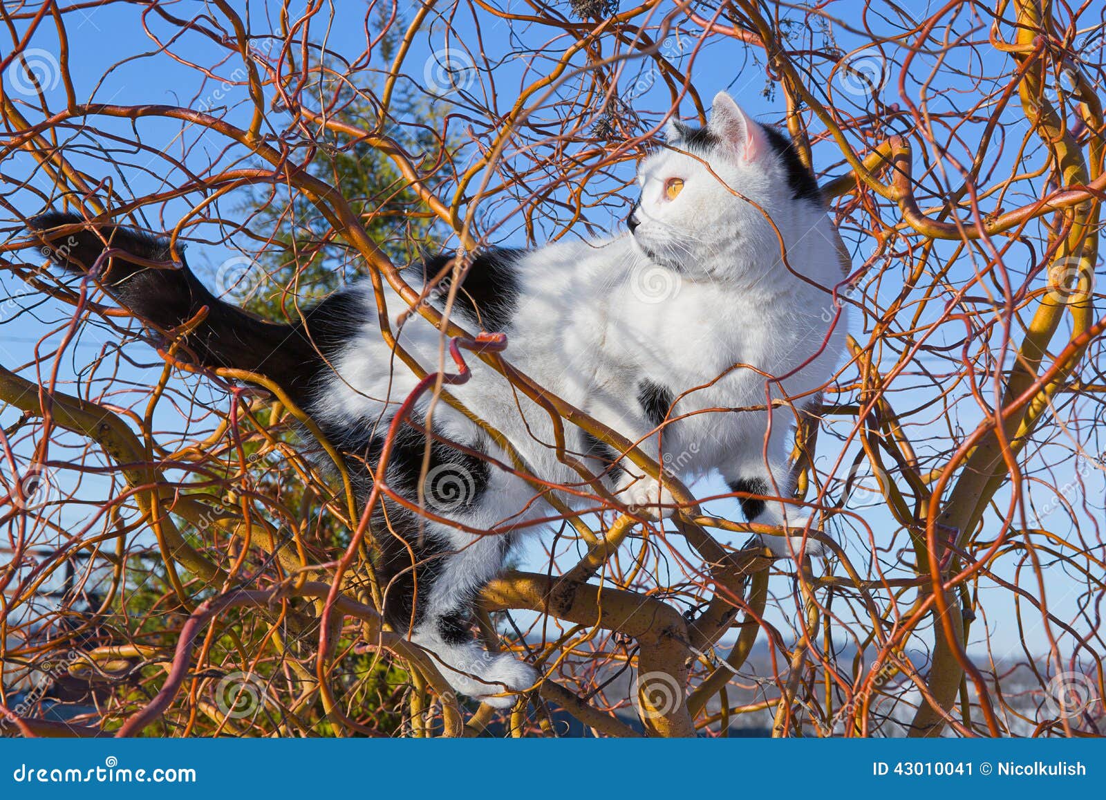 Cat climbs up a tree stock image. Image of climb, animal - 43010041