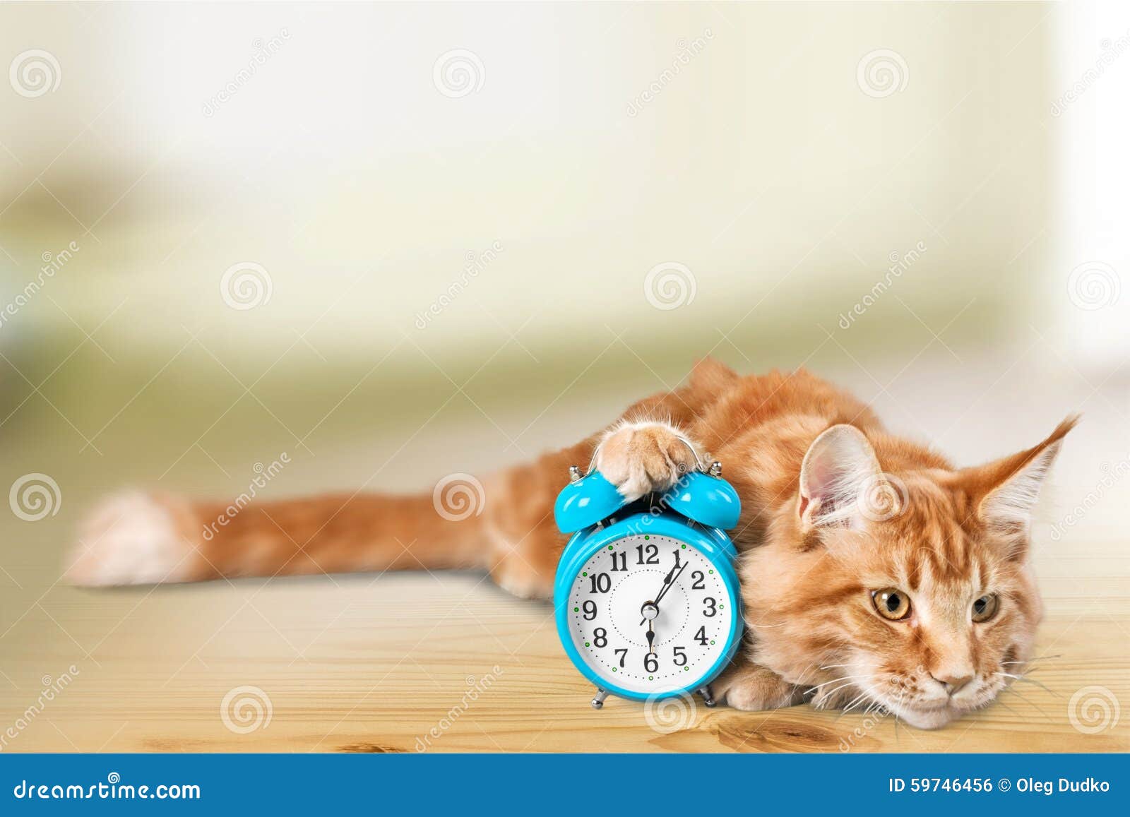 Cat stock photo. Image of striped, kitten, lovable, black - 59746456