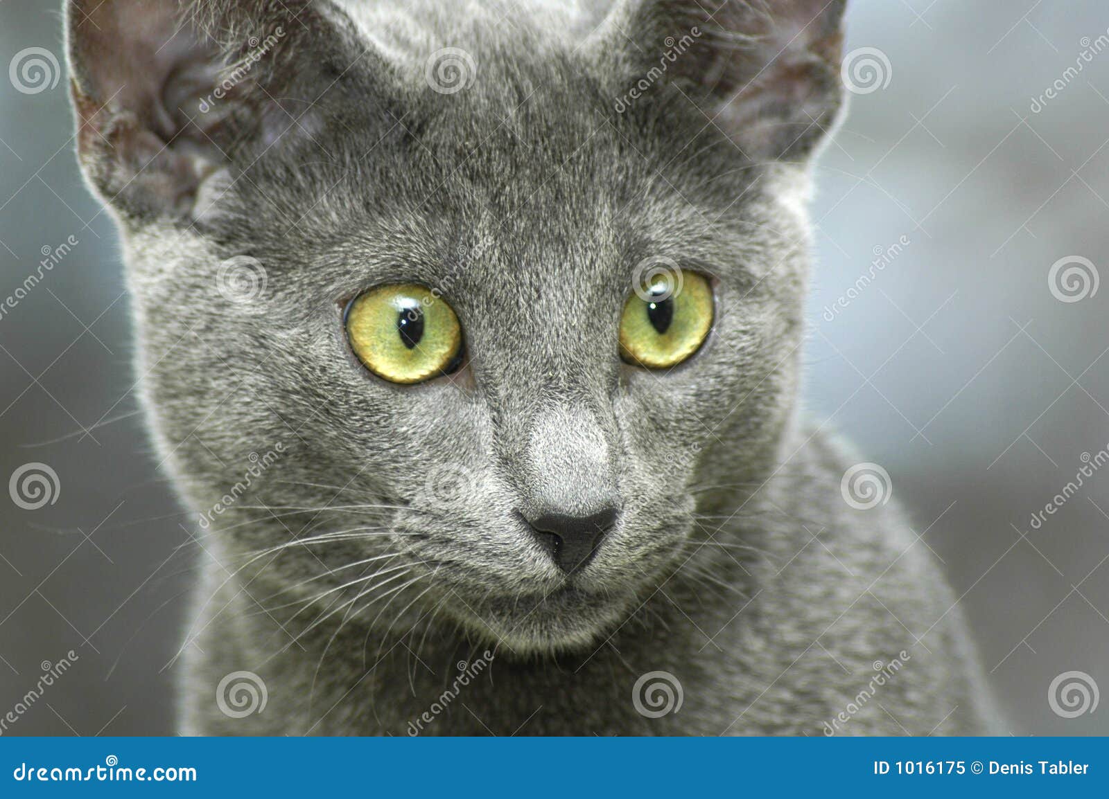 Cat close up stock image. Image of rare, background, head - 1016175