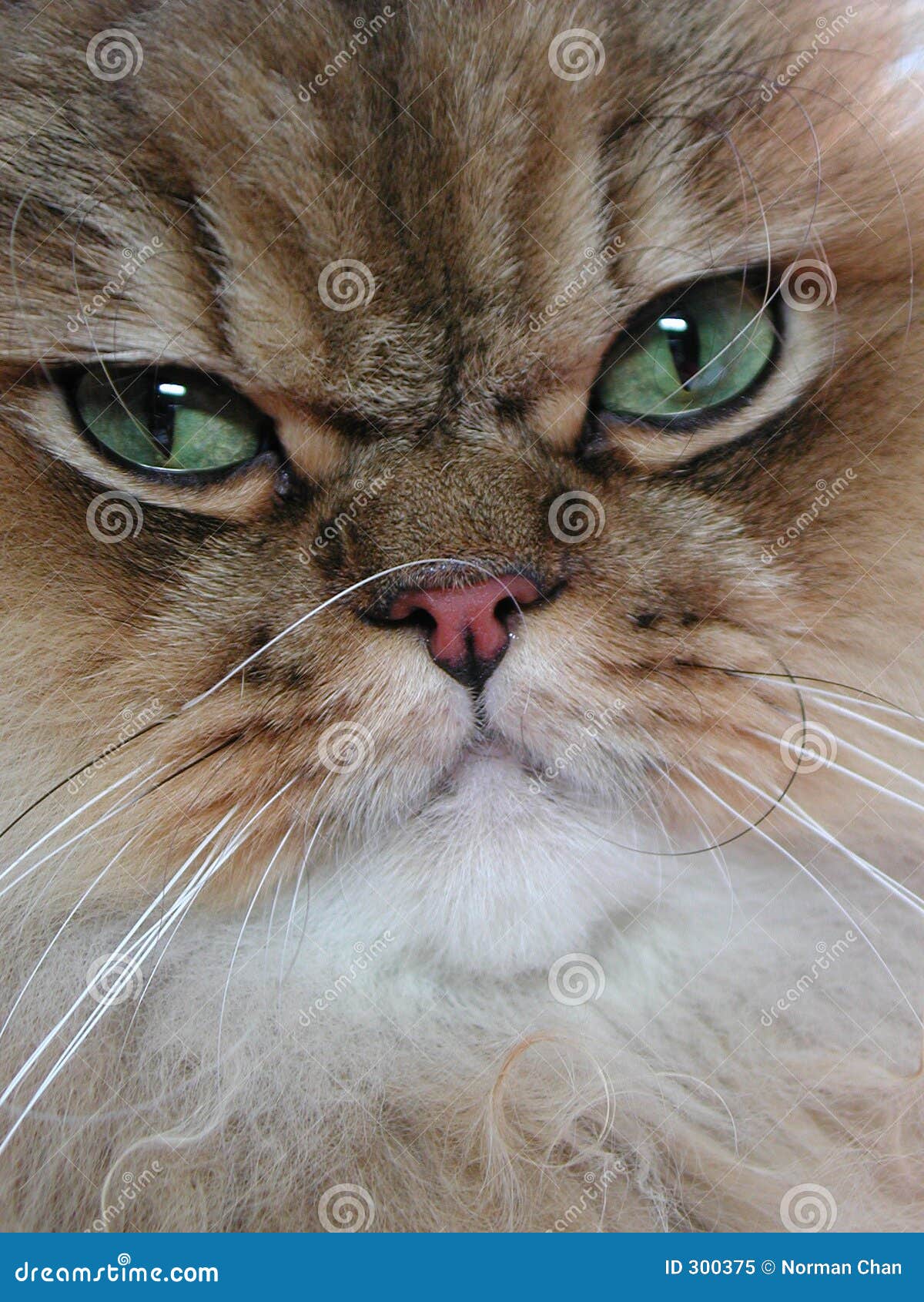 Cat close up stock image. Image of resentful, anger, close - 300375
