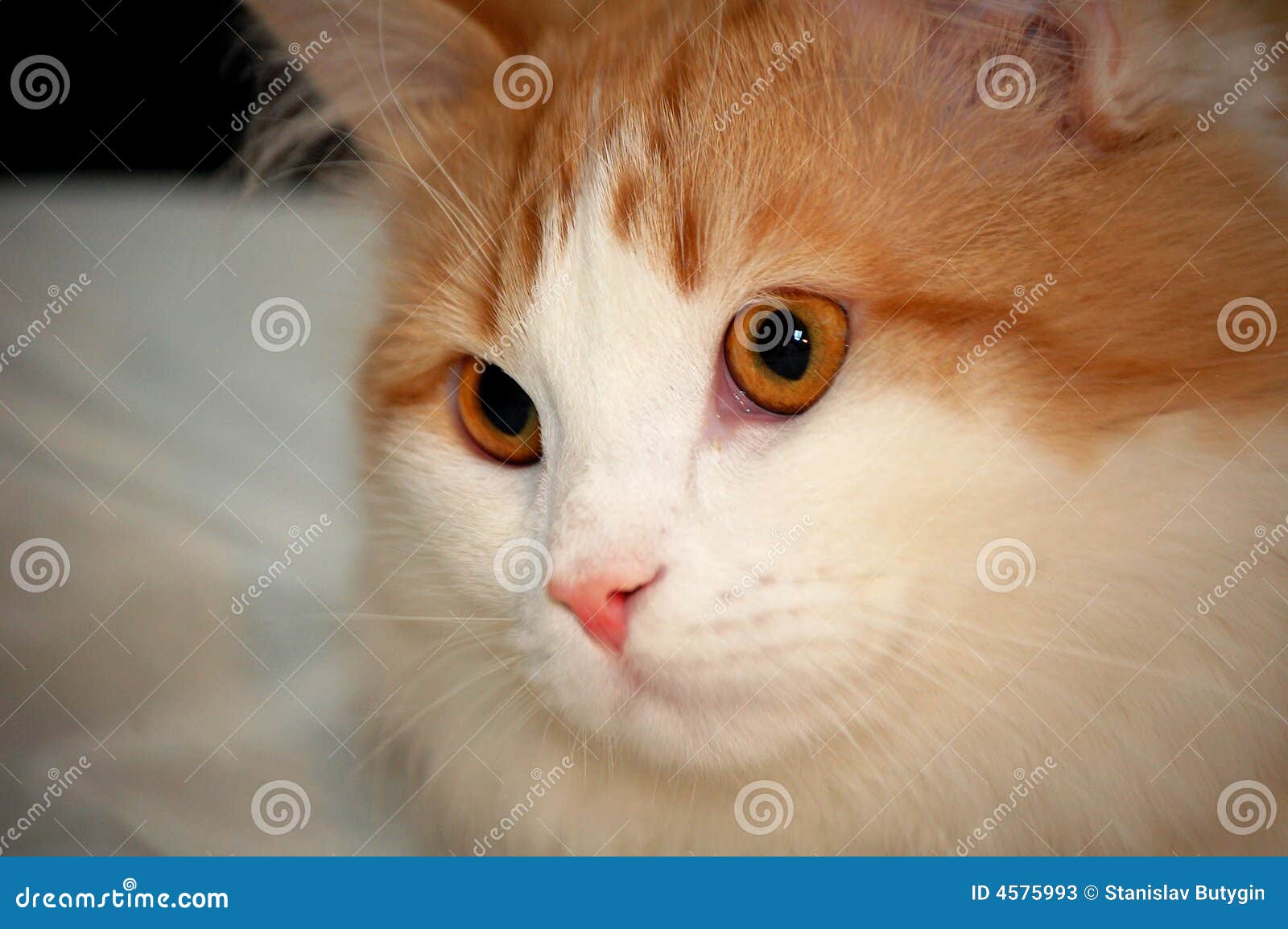 Cat Close-up Picture. Image: 4575993