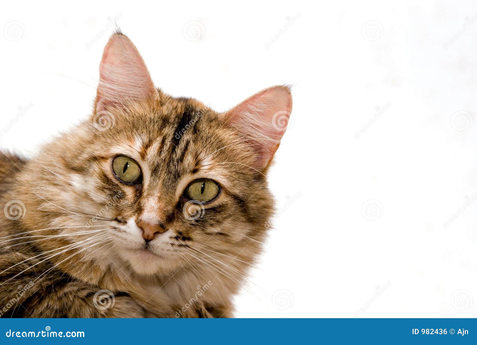 Cat Close-up stock photo. Image of animal, veterinarian - 982436
