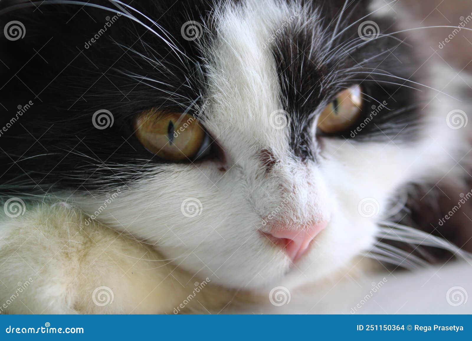 Cat Close Up on the Camera stock photo. Image of snout - 251150364