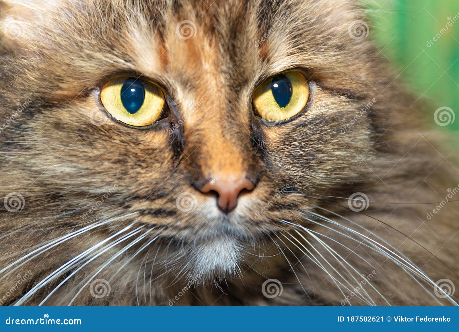 Cat Face Close Up, Emotions Calm Look. Stock Image - Image of emotion ...