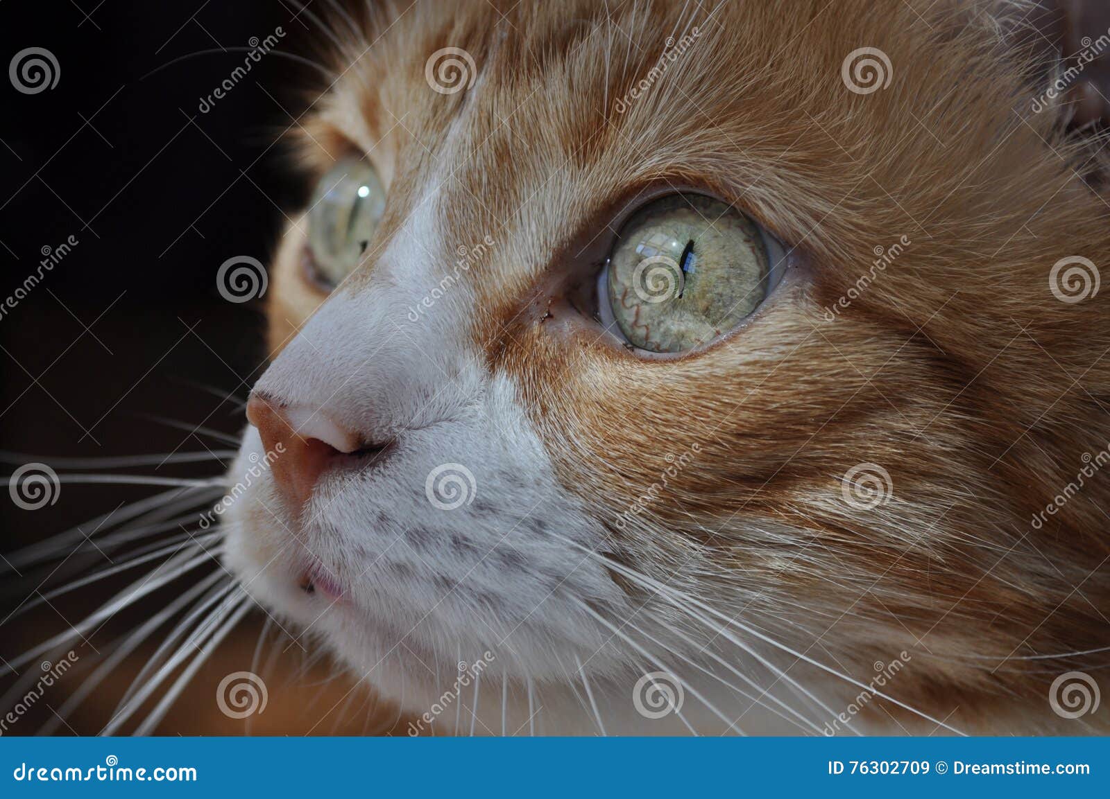 Cat stock image. Image of kitty, close, white, orange - 76302709