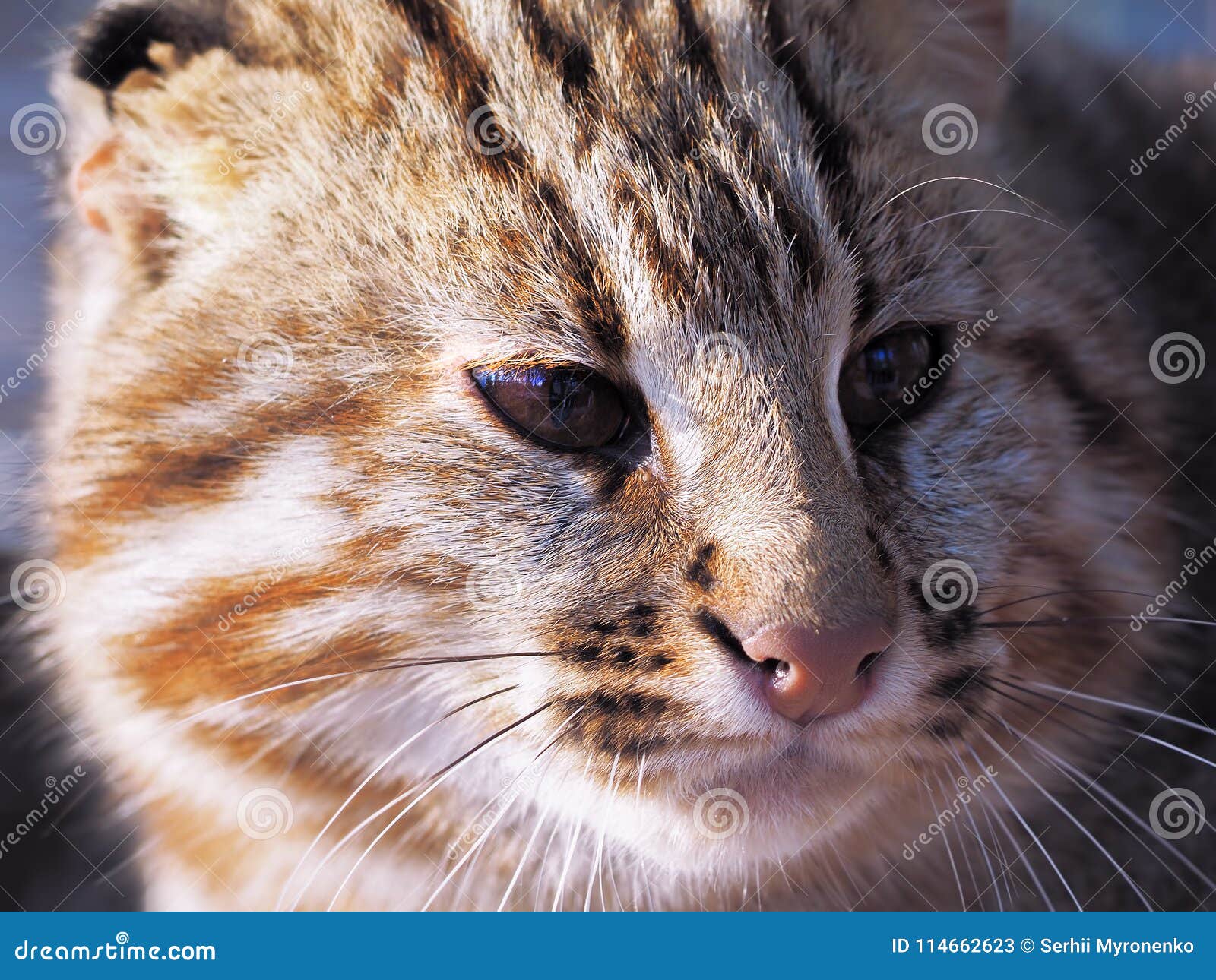 Cat close up face stock image. Image of beautiful, kitty - 114662623
