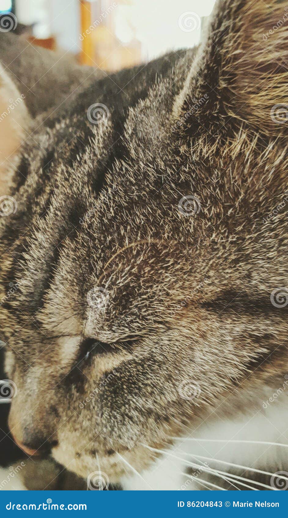 Cat Close Up Stock Image Image Of Closeup Feline Ears 86204843