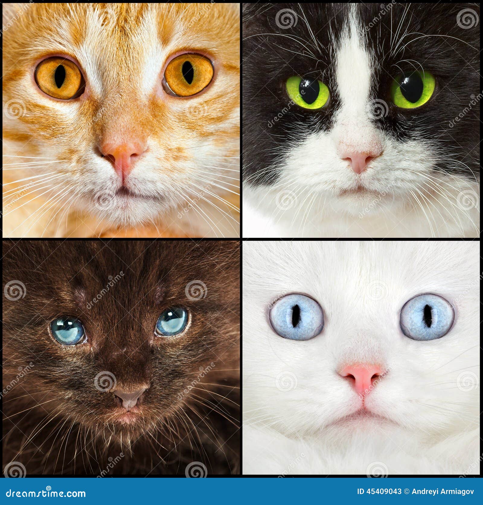 Cat close up stock image. Image of domestic, mammal, staring - 45409043