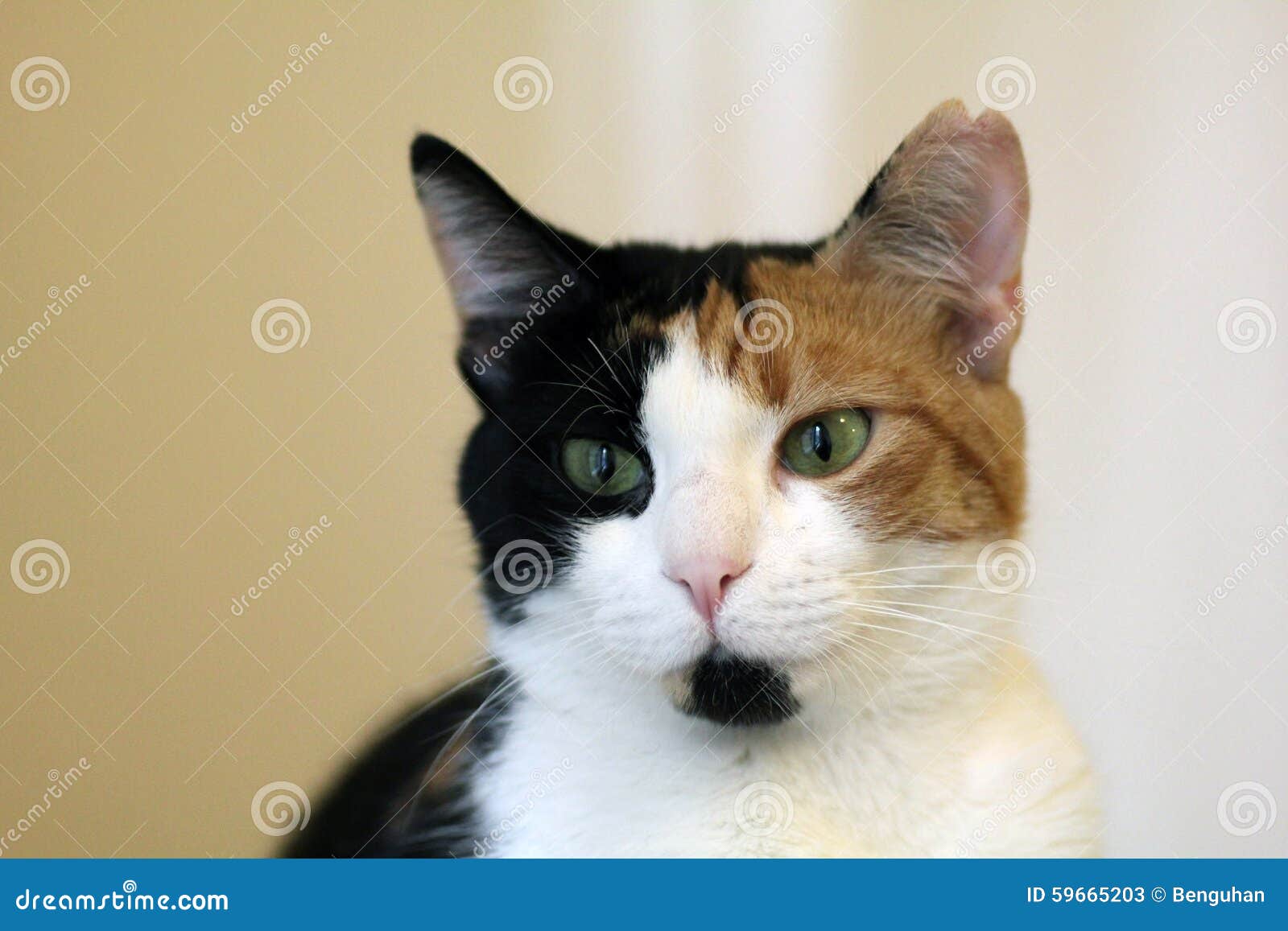 Cat close up shot stock image. Image of curious, looking - 59665203