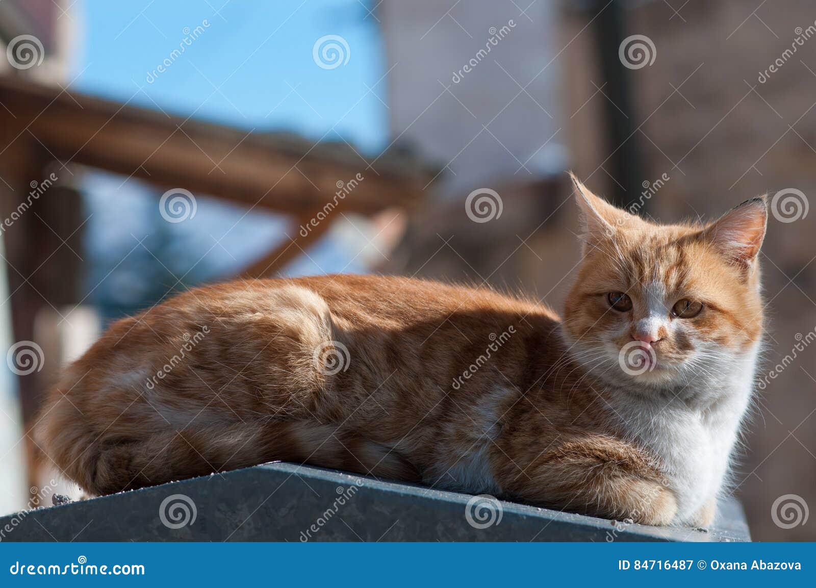 Cat close up stock image. Image of gray, color, beauty - 84716487