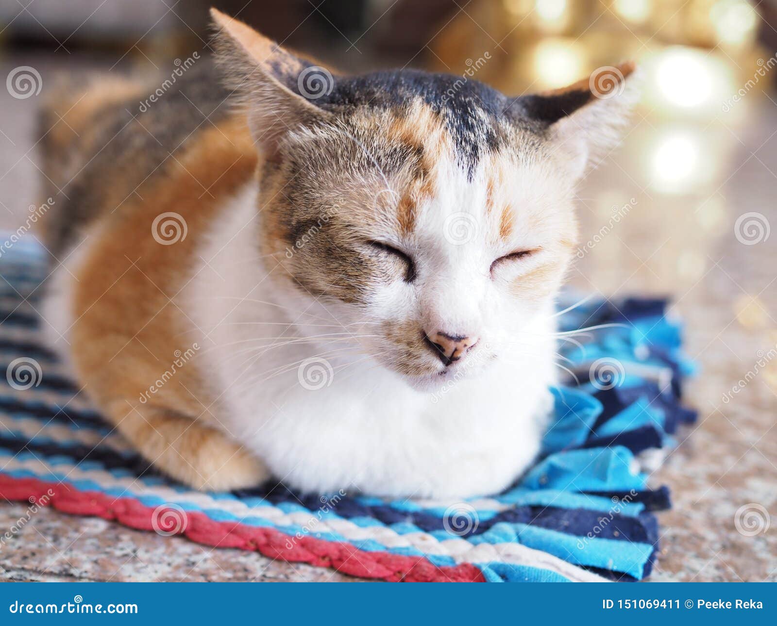 Sleeping cat stock image. Image of health, tired, animal - 151069411