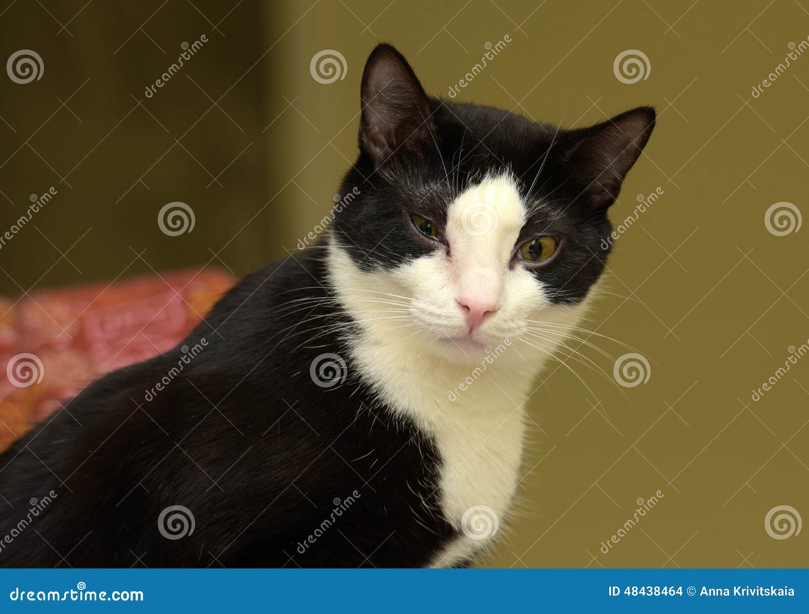 Cat closed one eye stock photo. Image of soft, domestic - 48438464
