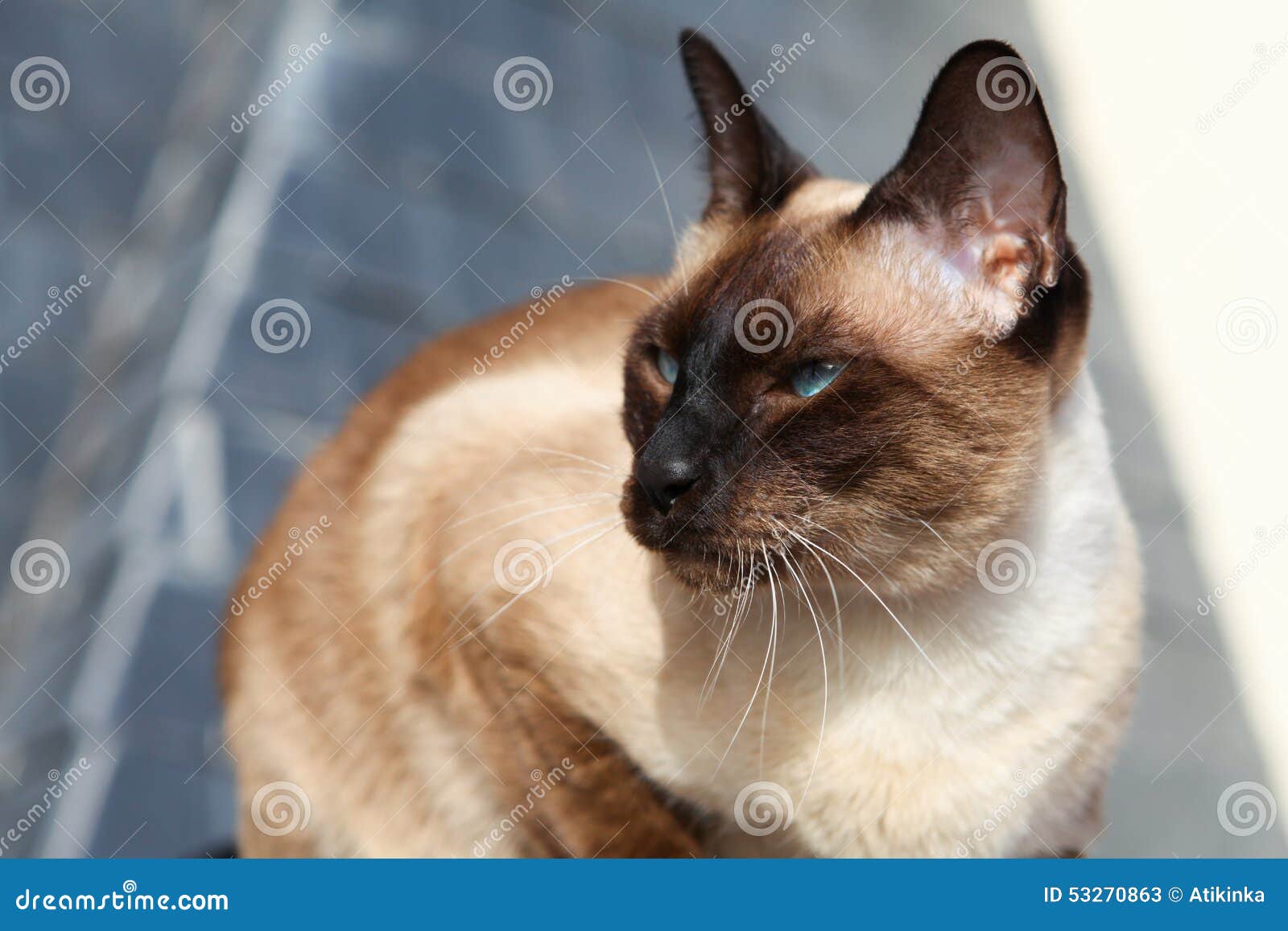 Cat stock image. Image of siamese, outdoor, point, blue - 53270863