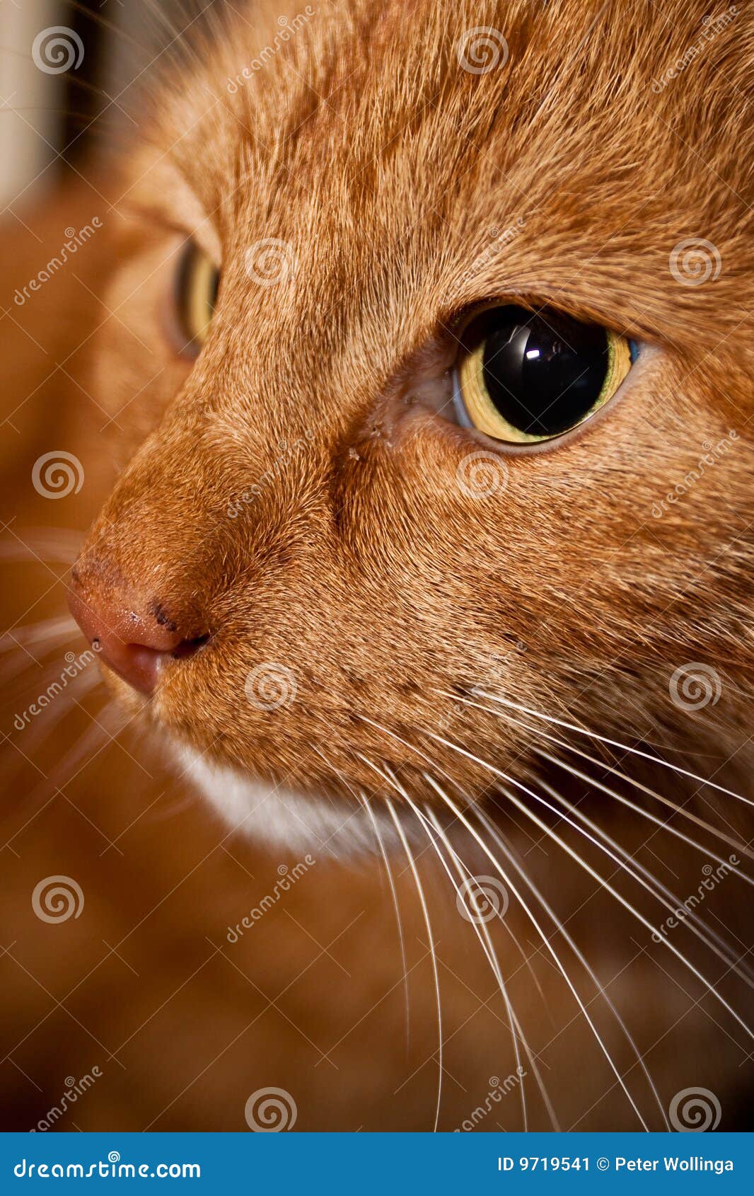 Cat closeup stock image. Image of closeup, eyes, nose - 9719541